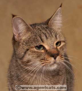 Special Agent Pixie Bob Ladies