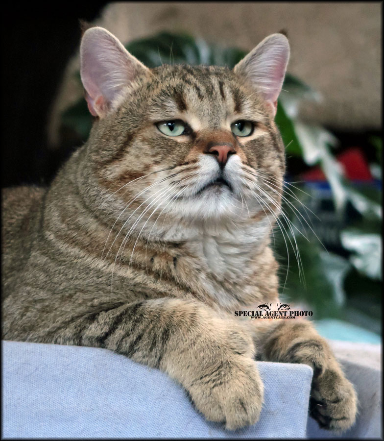 SPECIAL AGENT PIXIE BOB MEN