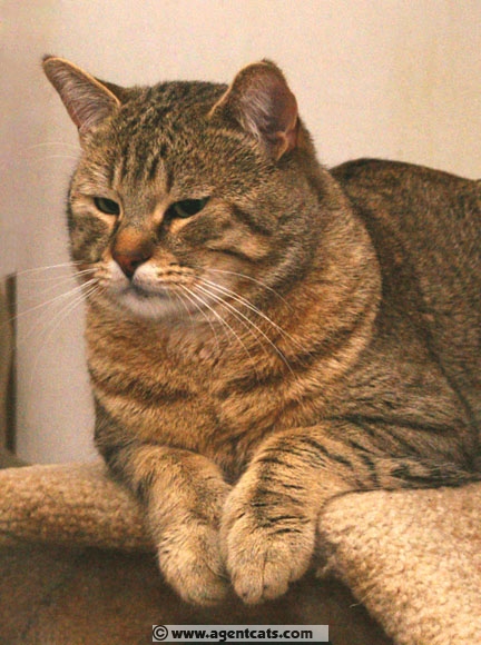 RW SGC Special Agent Reconnaissance - International Best of Breed