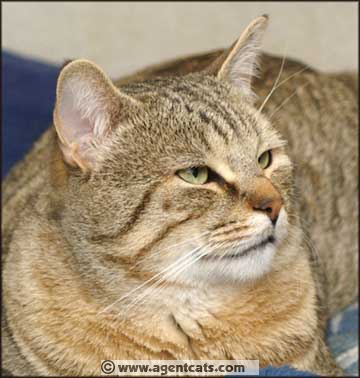 RW SGC Special Agent Reconnaissance - International Best of Breed