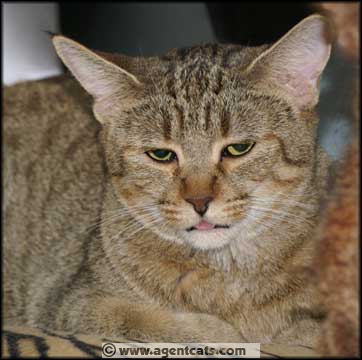 Santiam Ruse to the Agency