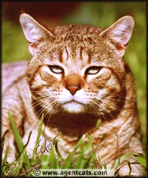 Special Agent Pixie Bobs - Amongst the best in the world